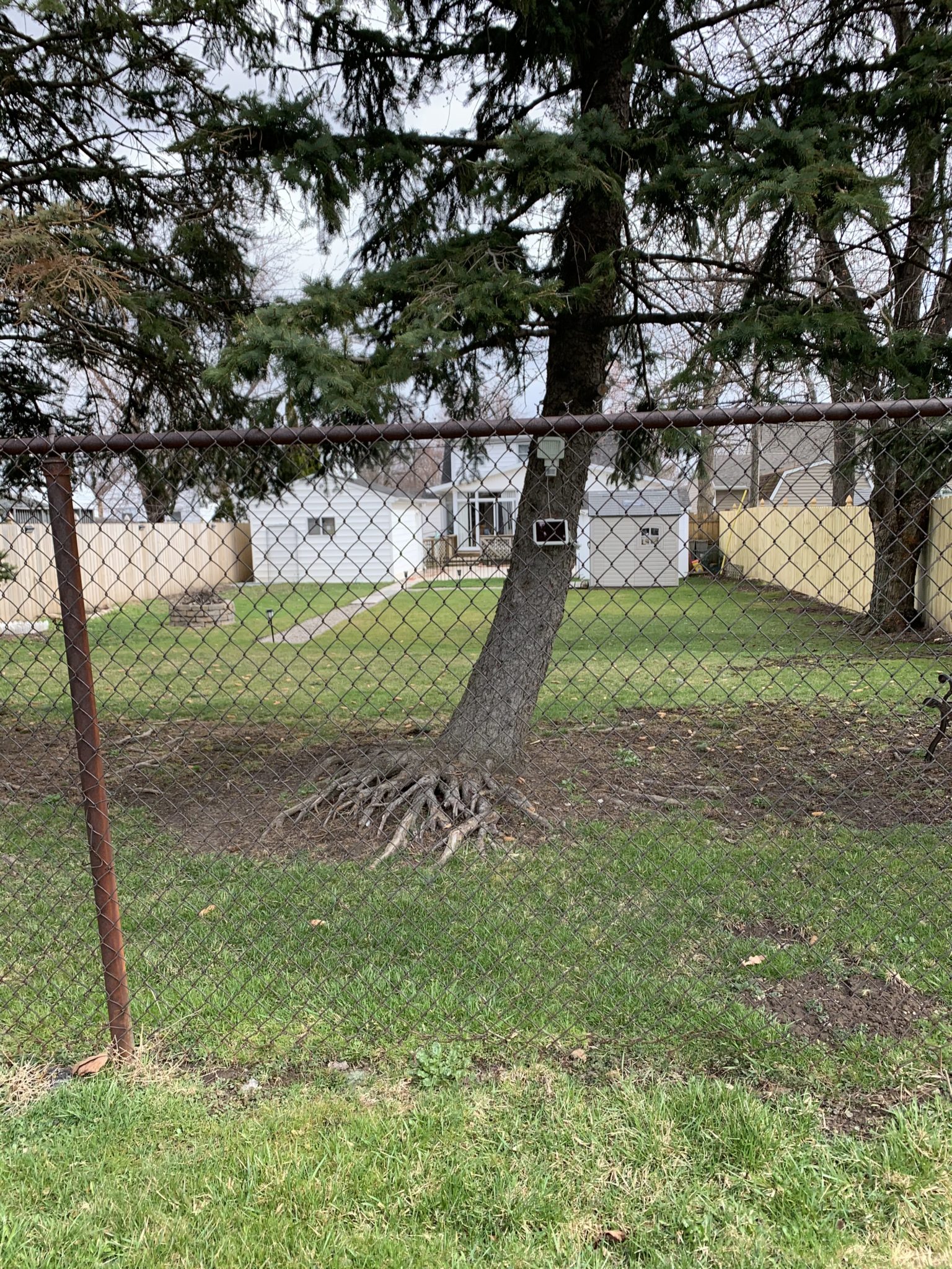 Uprooting spruce tree | TREE MEDIC